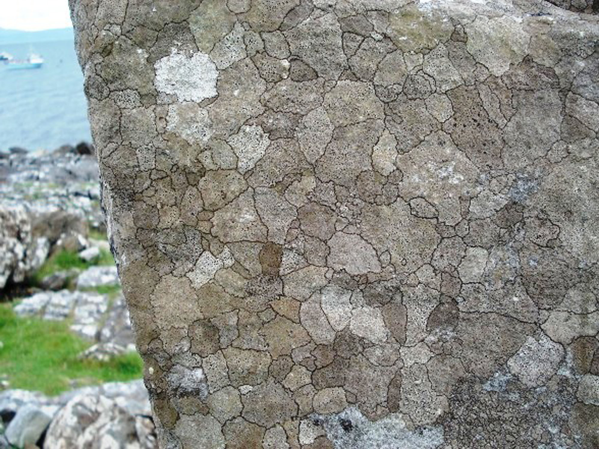 Lichens – UK Fossil Collecting