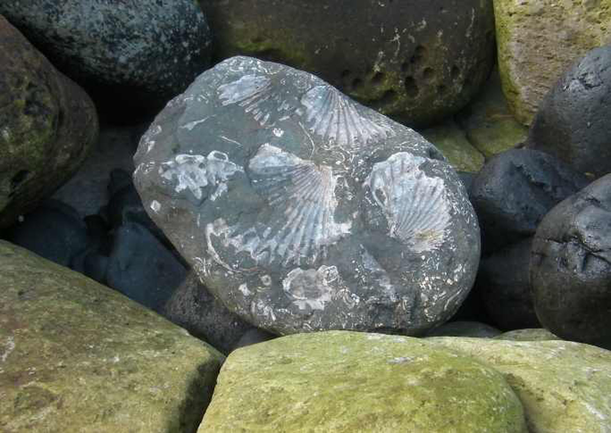 UK Fossil Collecting