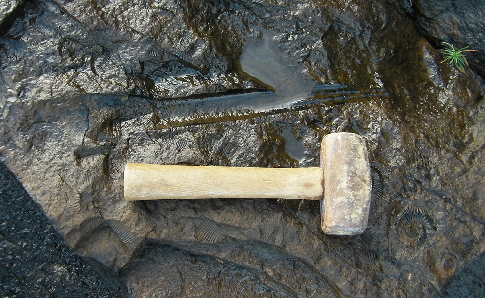 Rich bedrock – UK Fossil Collecting