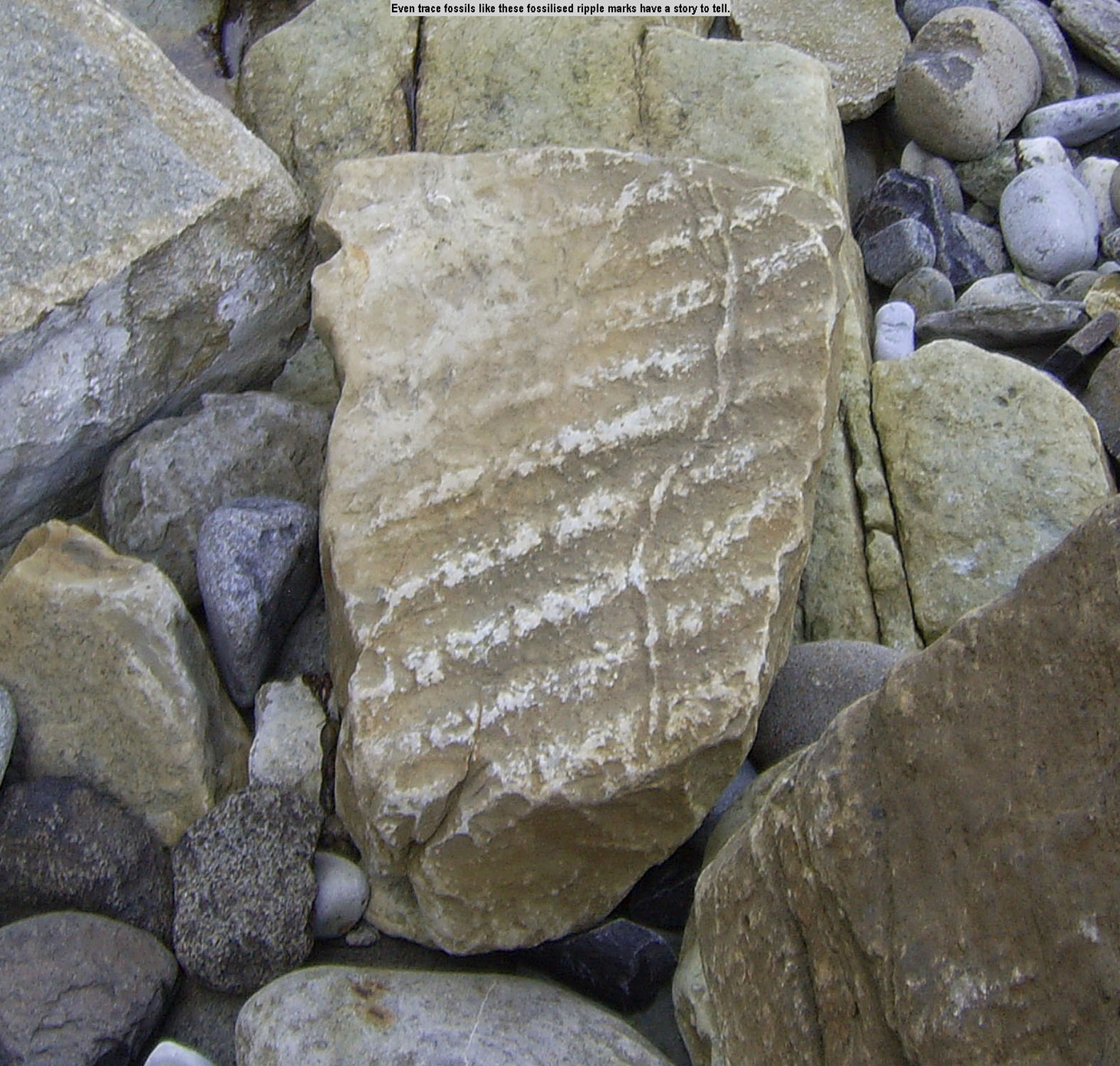 Sharks tooth and fractured rib above – UK Fossil Collecting