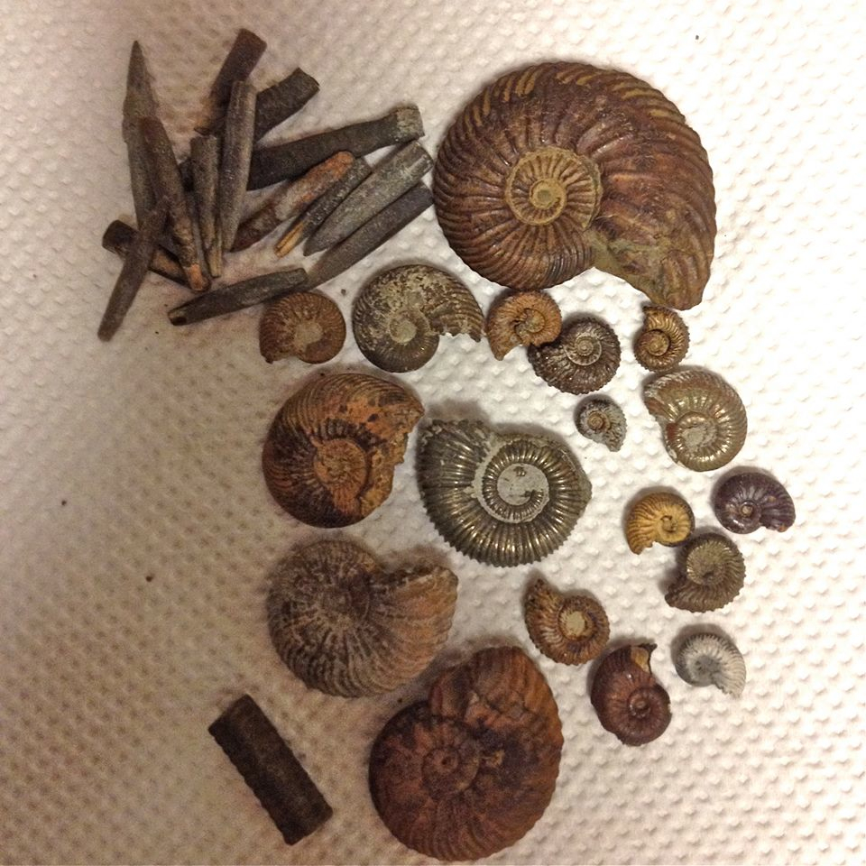 UK Fossil Collecting