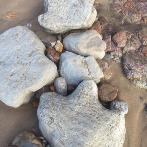 Compton Bay – UK Fossil Collecting