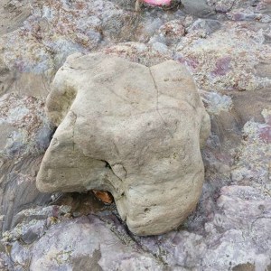 Compton Bay – UK Fossil Collecting