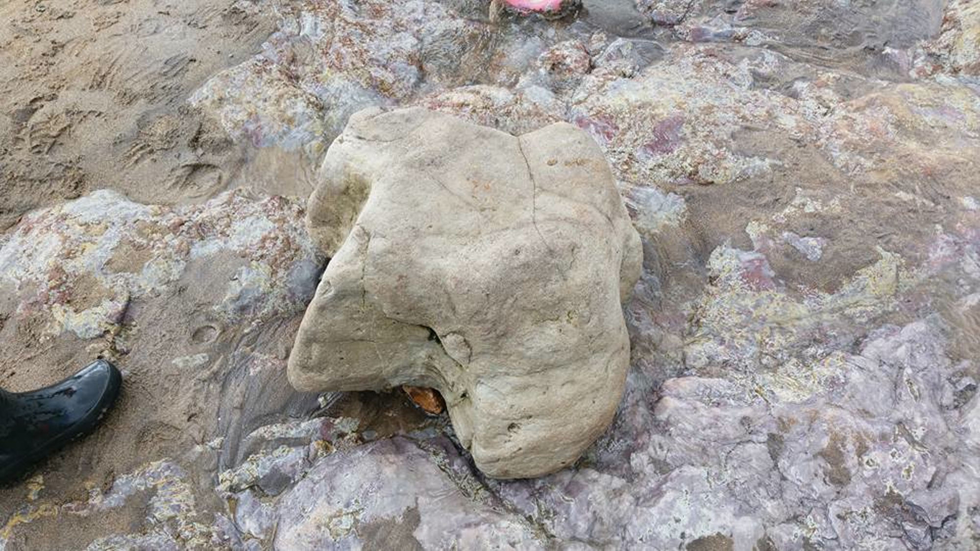 UK Fossil Collecting