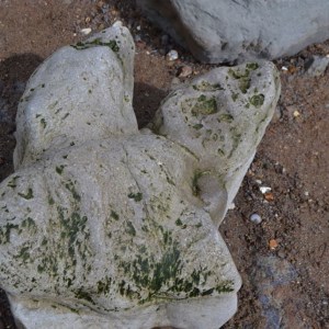 Compton Bay – UK Fossil Collecting