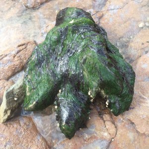 Compton Bay – UK Fossil Collecting
