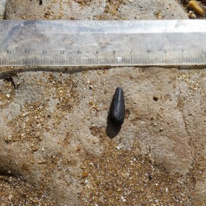Compton Bay – UK Fossil Collecting