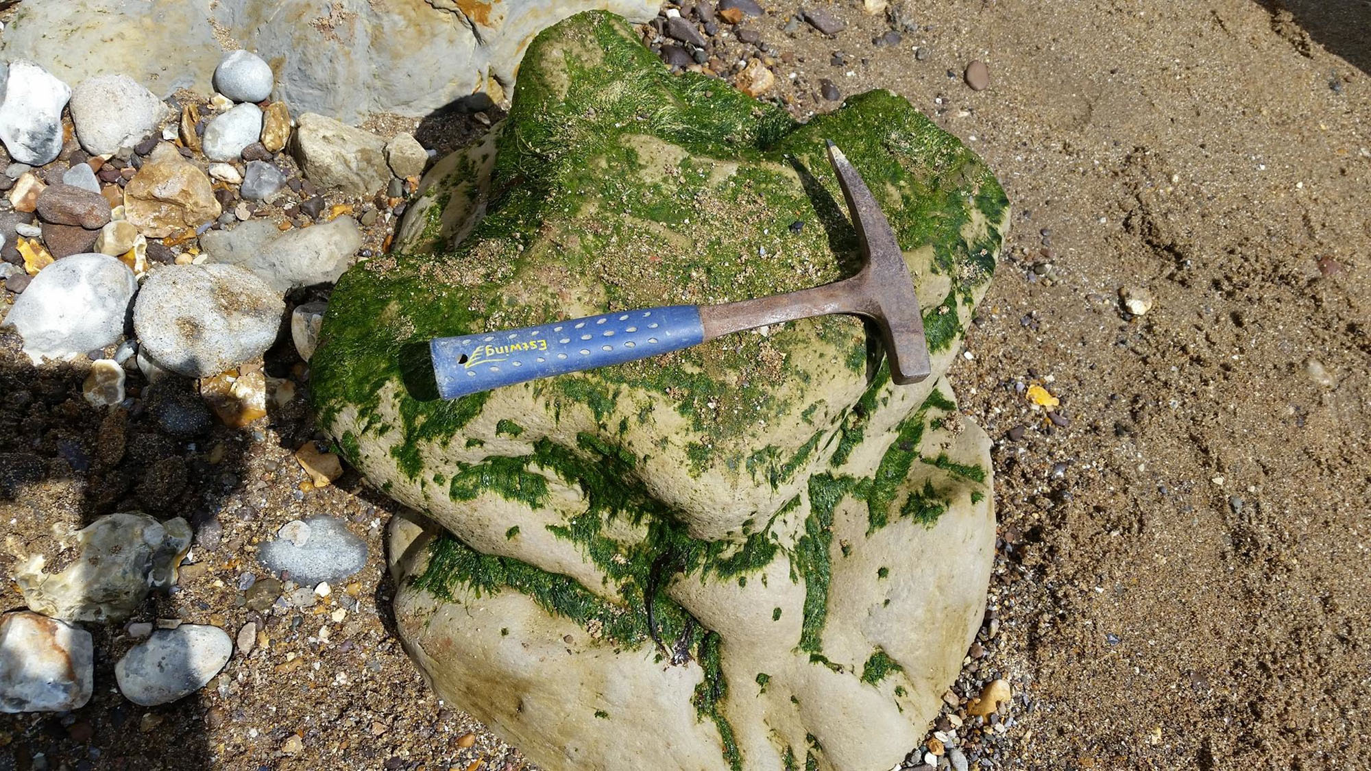 UK Fossil Collecting