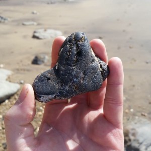 Compton Bay – UK Fossil Collecting