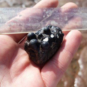 Compton Bay – UK Fossil Collecting
