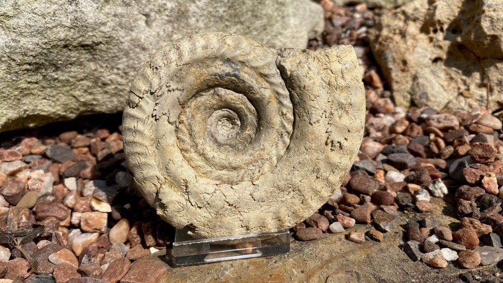 hildoceras_bifrons – UK Fossil Collecting