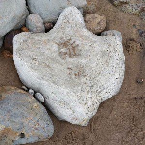 Compton Bay – UK Fossil Collecting