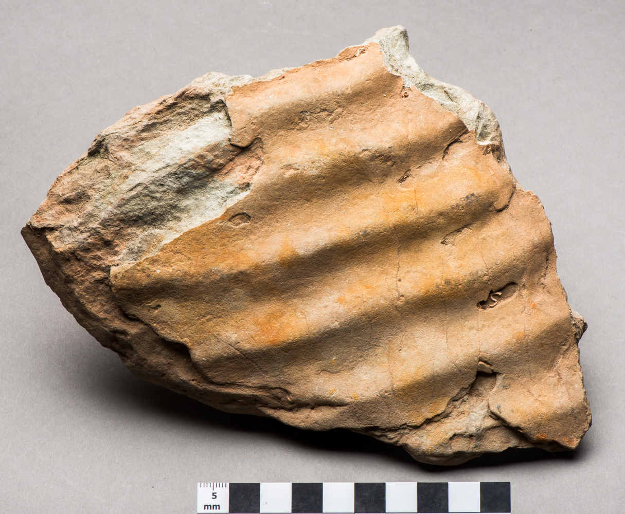 Sidmouth – UK Fossil Collecting