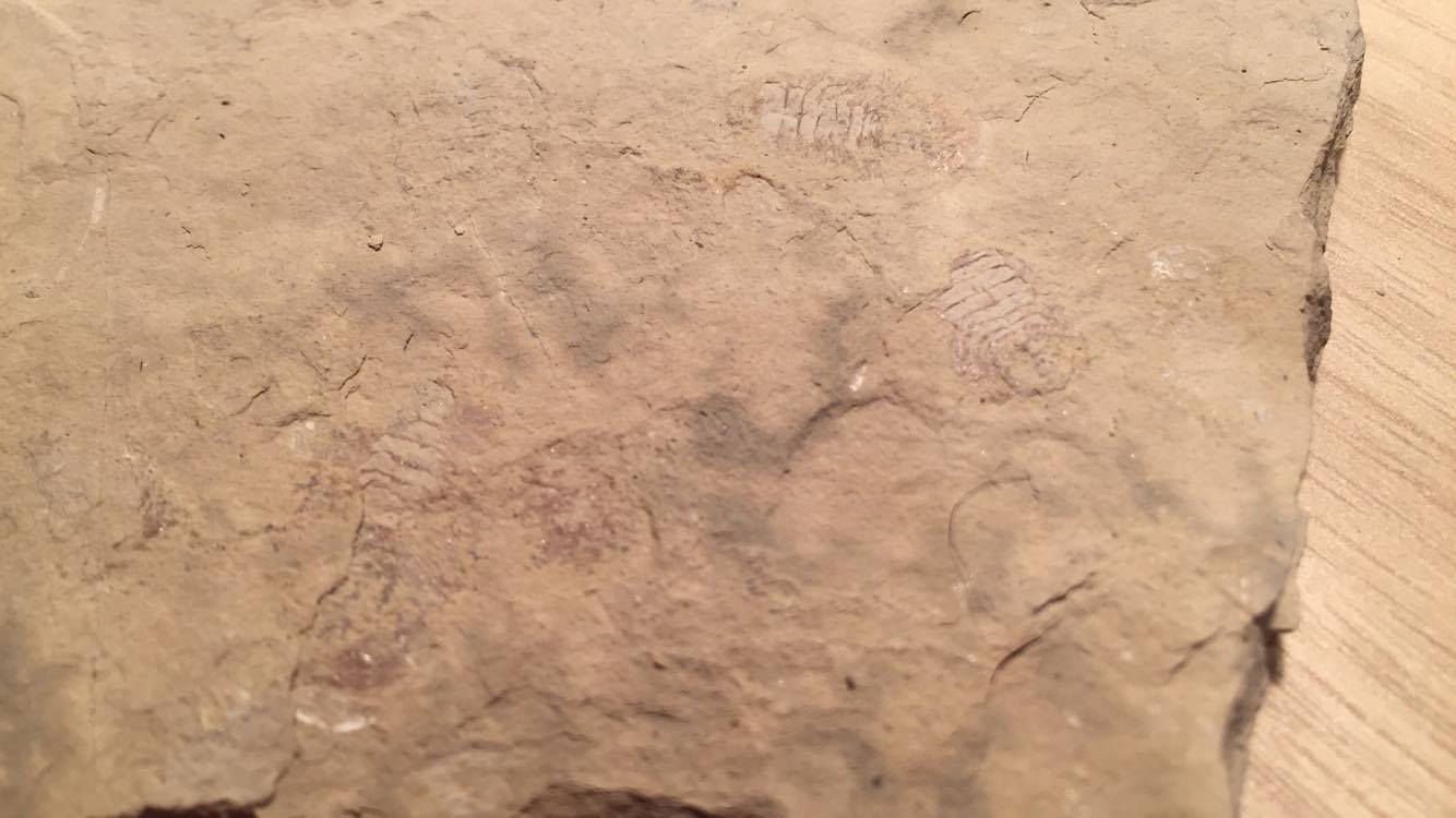 archaeoniscus-brodiei_2 – UK Fossil Collecting
