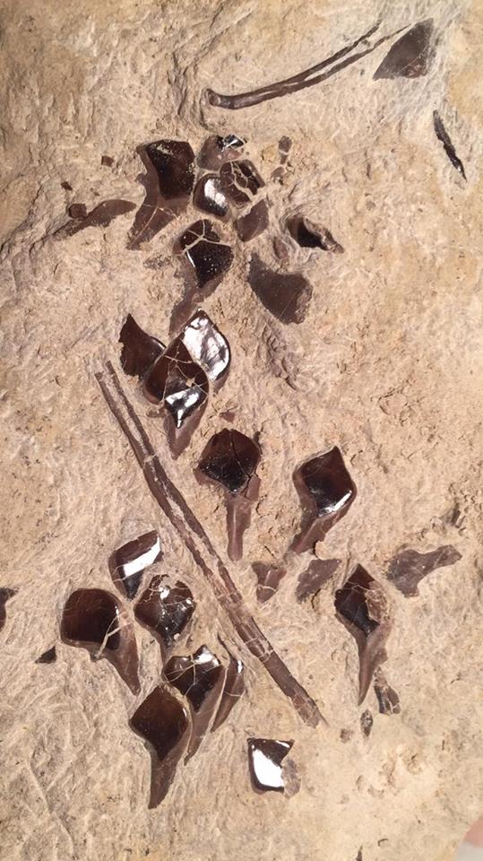 fish-block - Fossil Collecting Guide (UK Fossils)