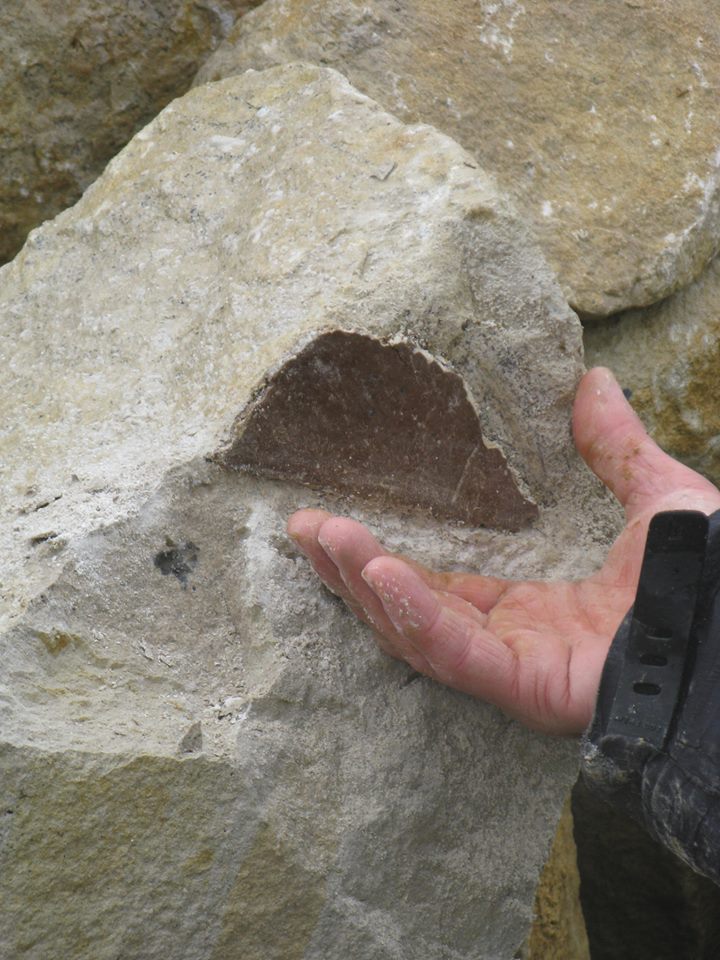 turtle-carapace - Fossil Collecting Guide (UK Fossils)
