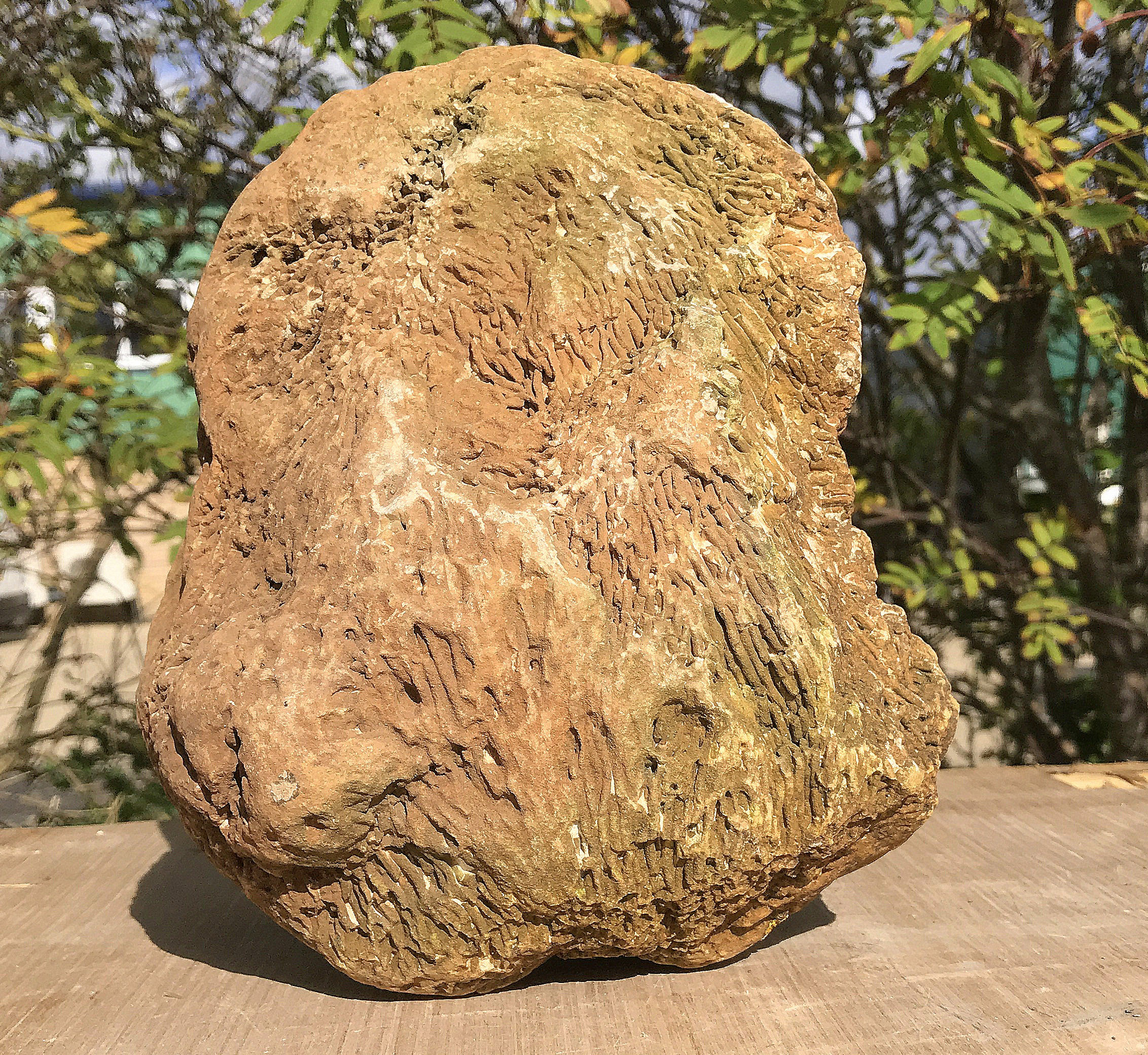 Seafield Tower – UK Fossil Collecting