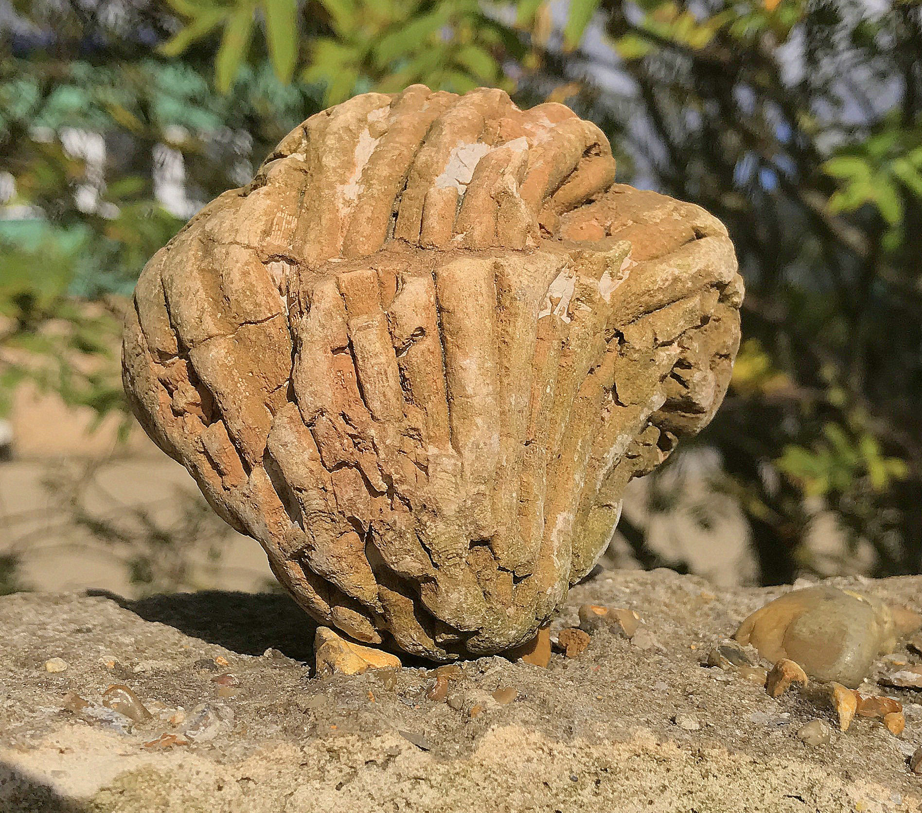 Seafield Tower – UK Fossil Collecting