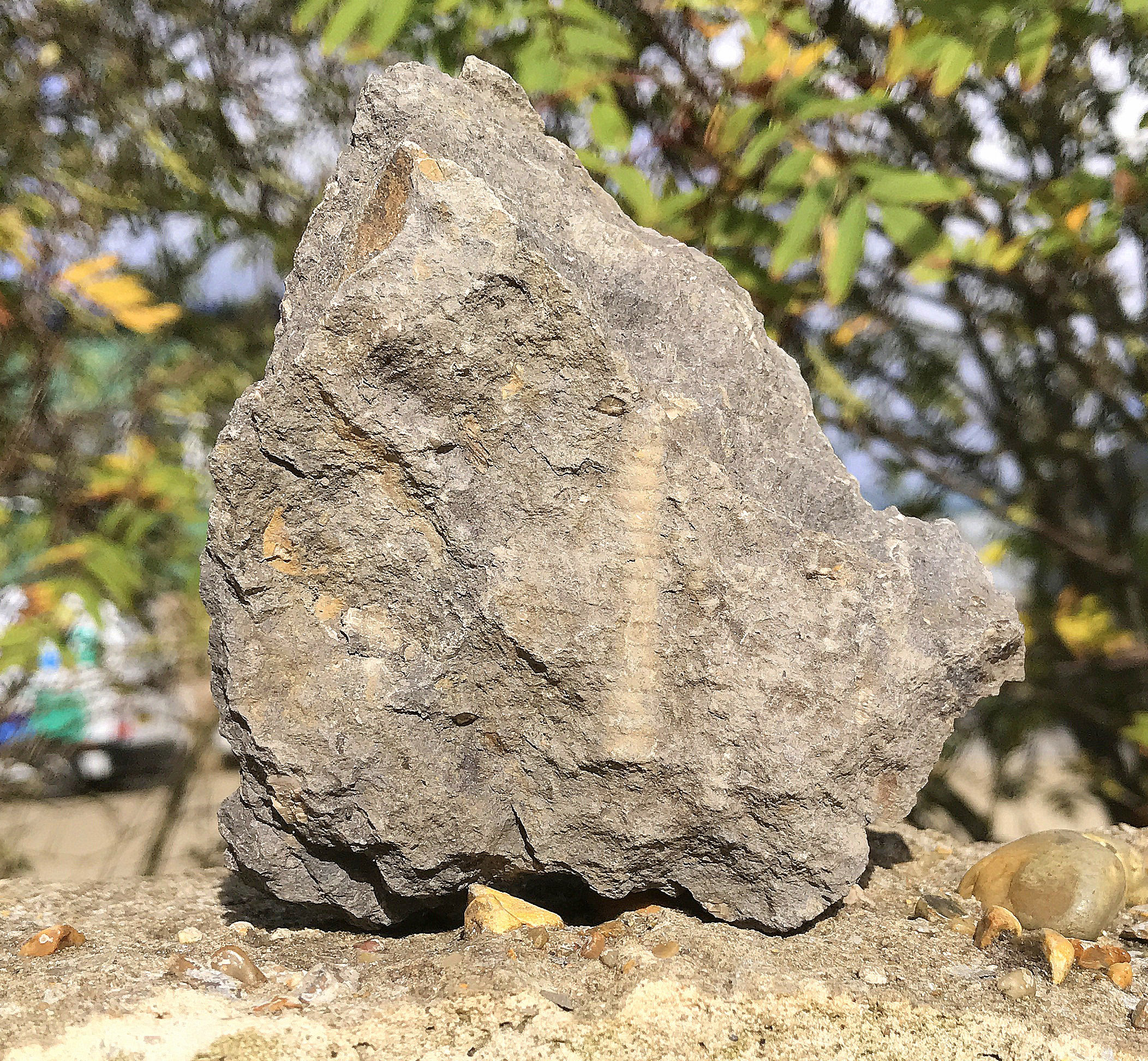 Seafield Tower – UK Fossil Collecting