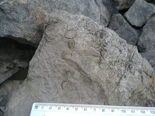 Trefil Quarry – UK Fossil Collecting