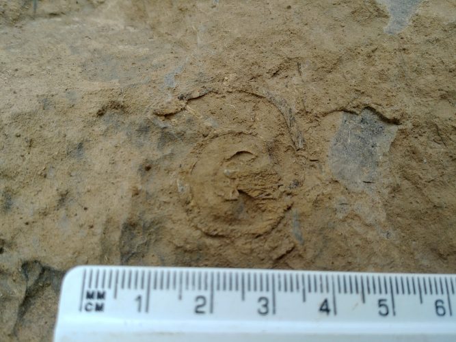 Trefil Quarry – UK Fossil Collecting