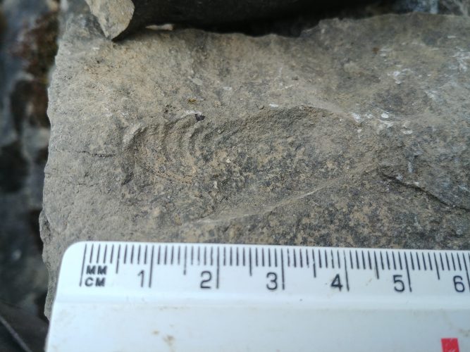 Trefil Quarry – UK Fossil Collecting