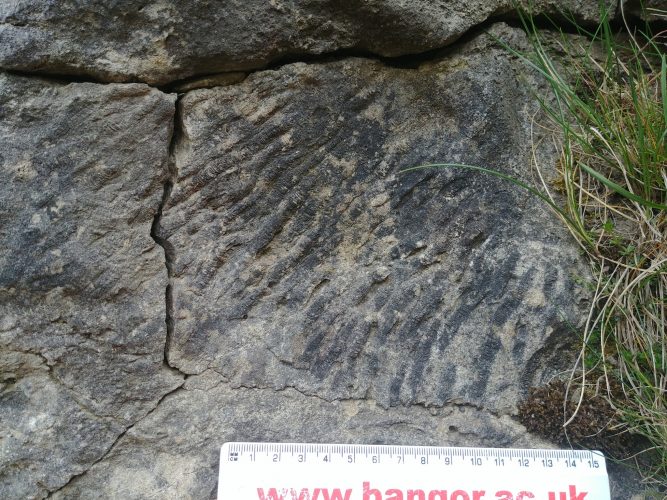 Trefil Quarry – UK Fossil Collecting