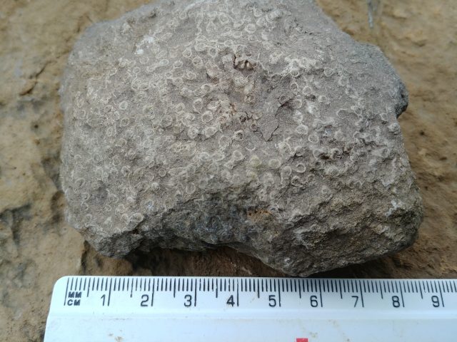 Trefil Quarry – UK Fossil Collecting