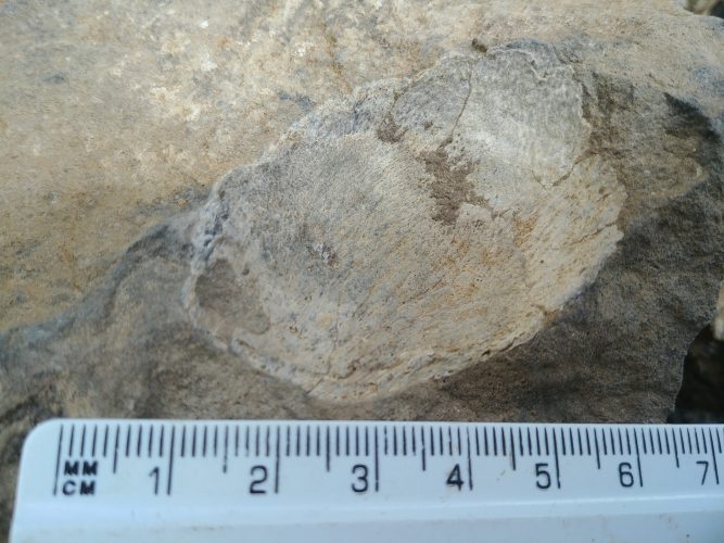 Trefil Quarry – UK Fossil Collecting