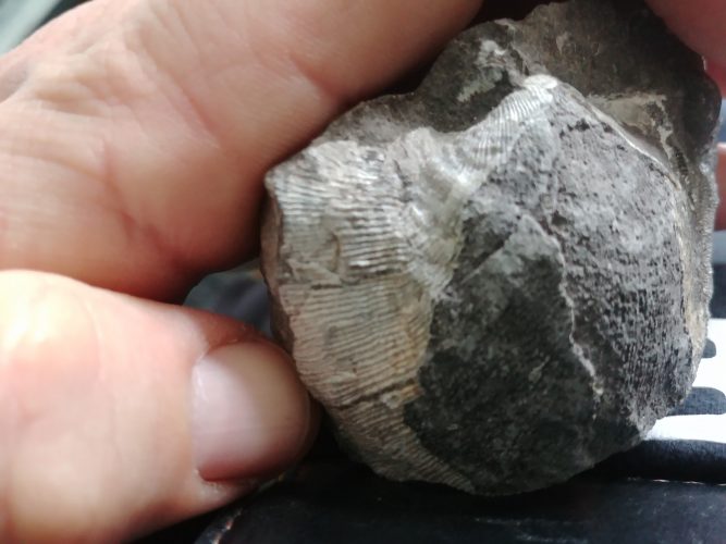 Trefil Quarry – UK Fossil Collecting