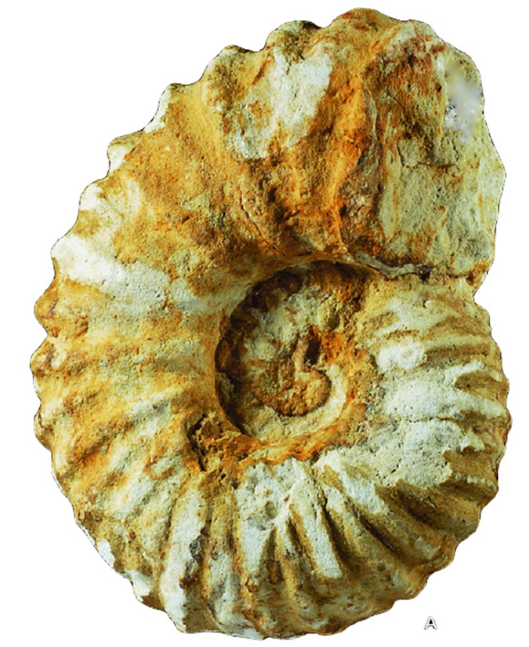 Calycoceras – UK Fossil Collecting