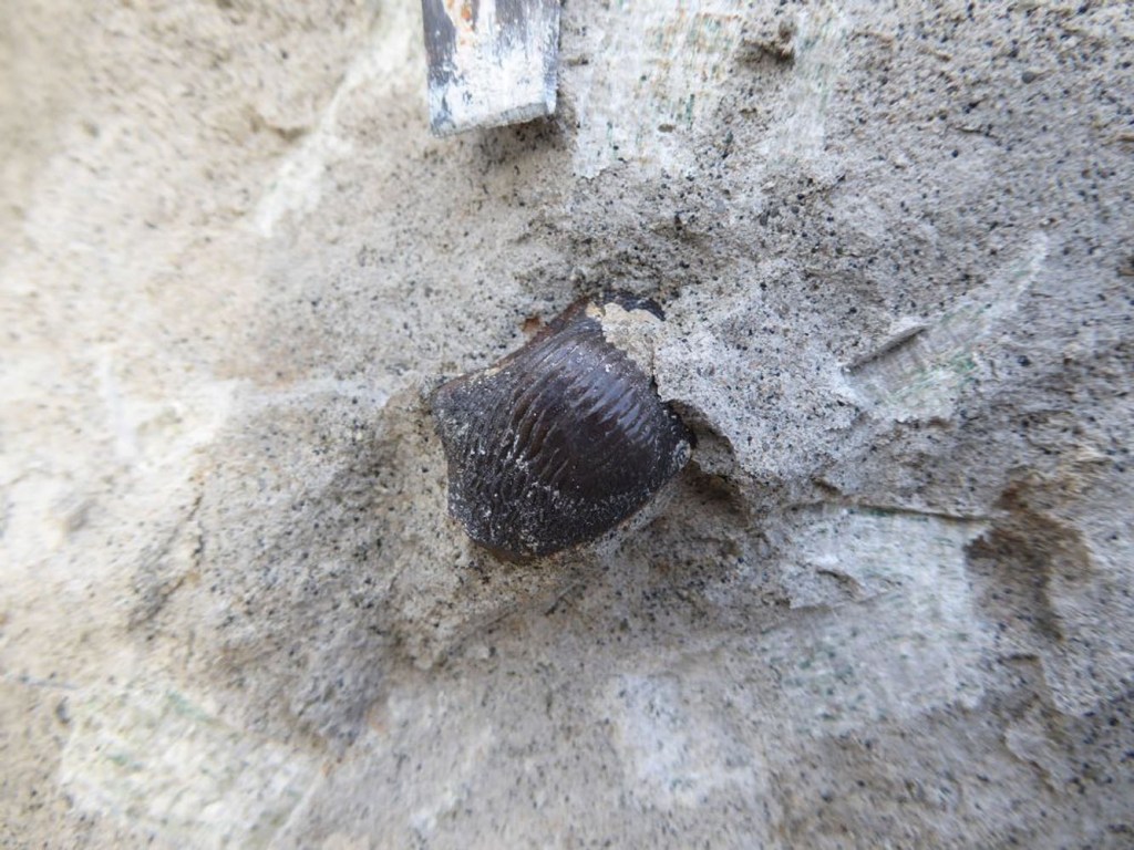 Ptychodus – UK Fossil Collecting