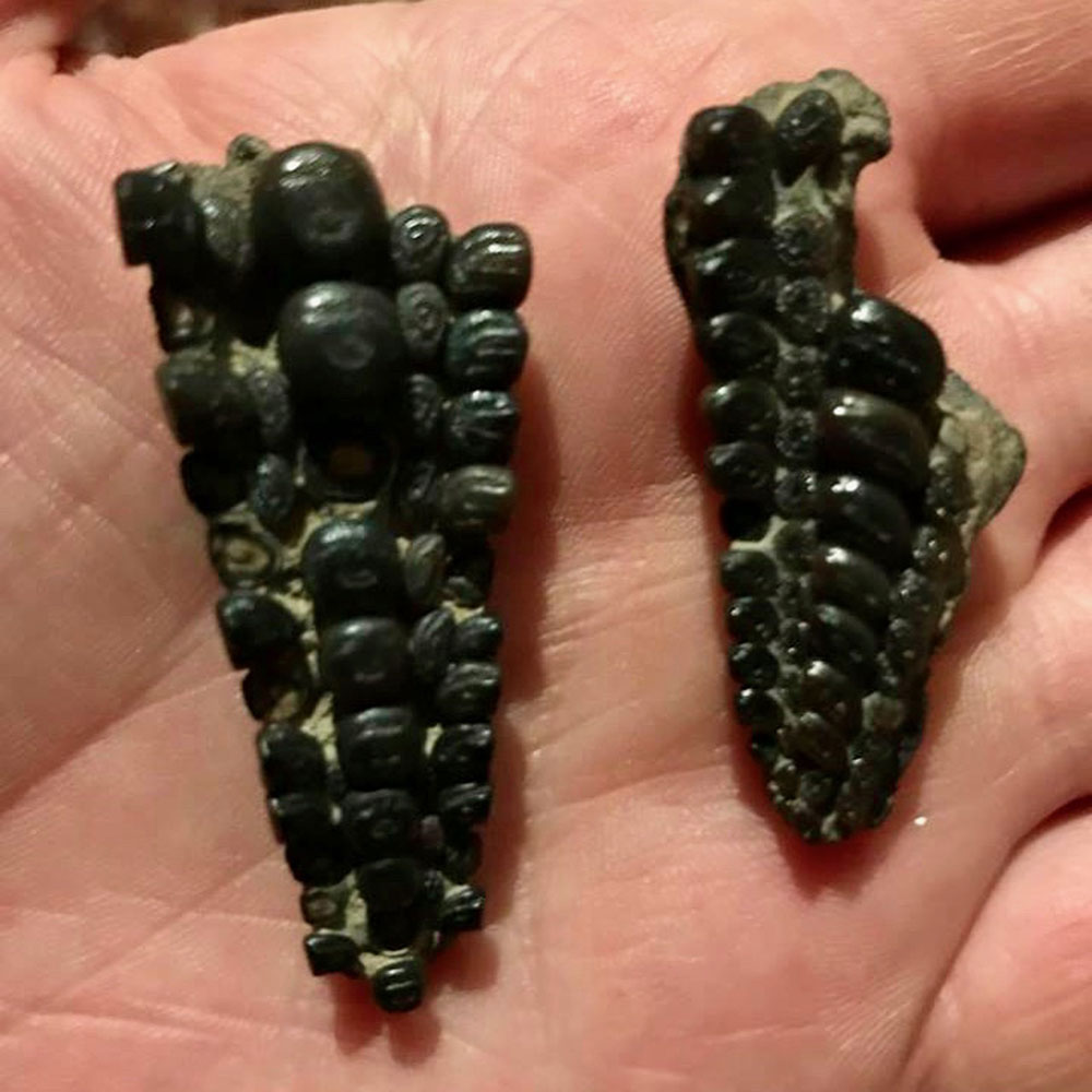 gyrodus_palatte – UK Fossil Collecting