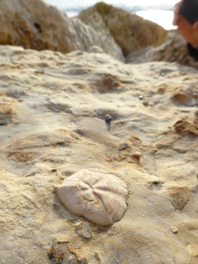 micraster – UK Fossil Collecting