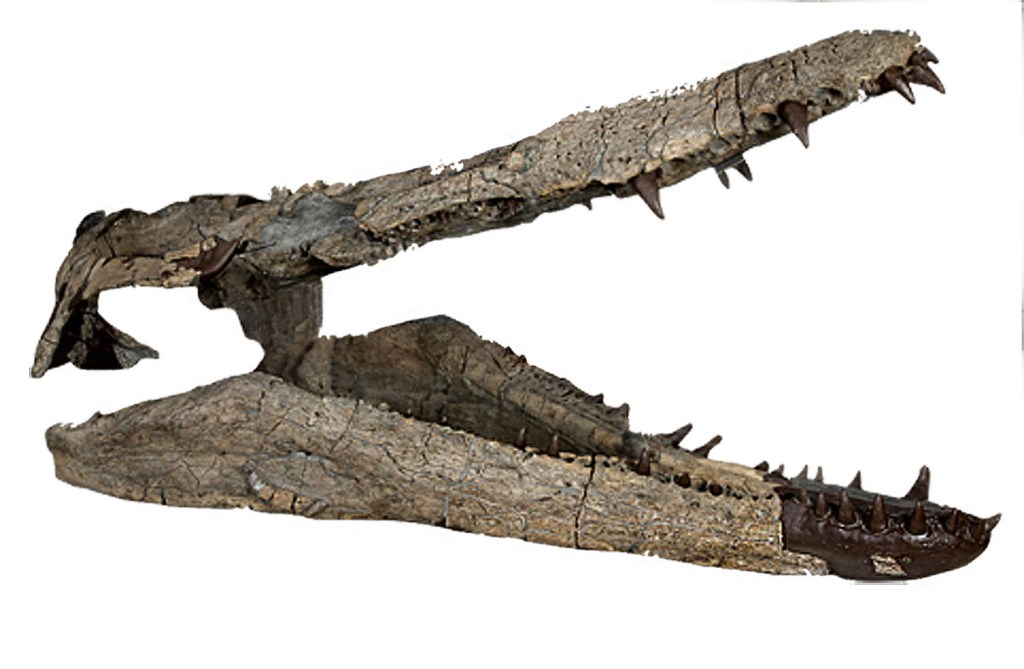 pliosaurus_kevani_skull300 – UK Fossil Collecting