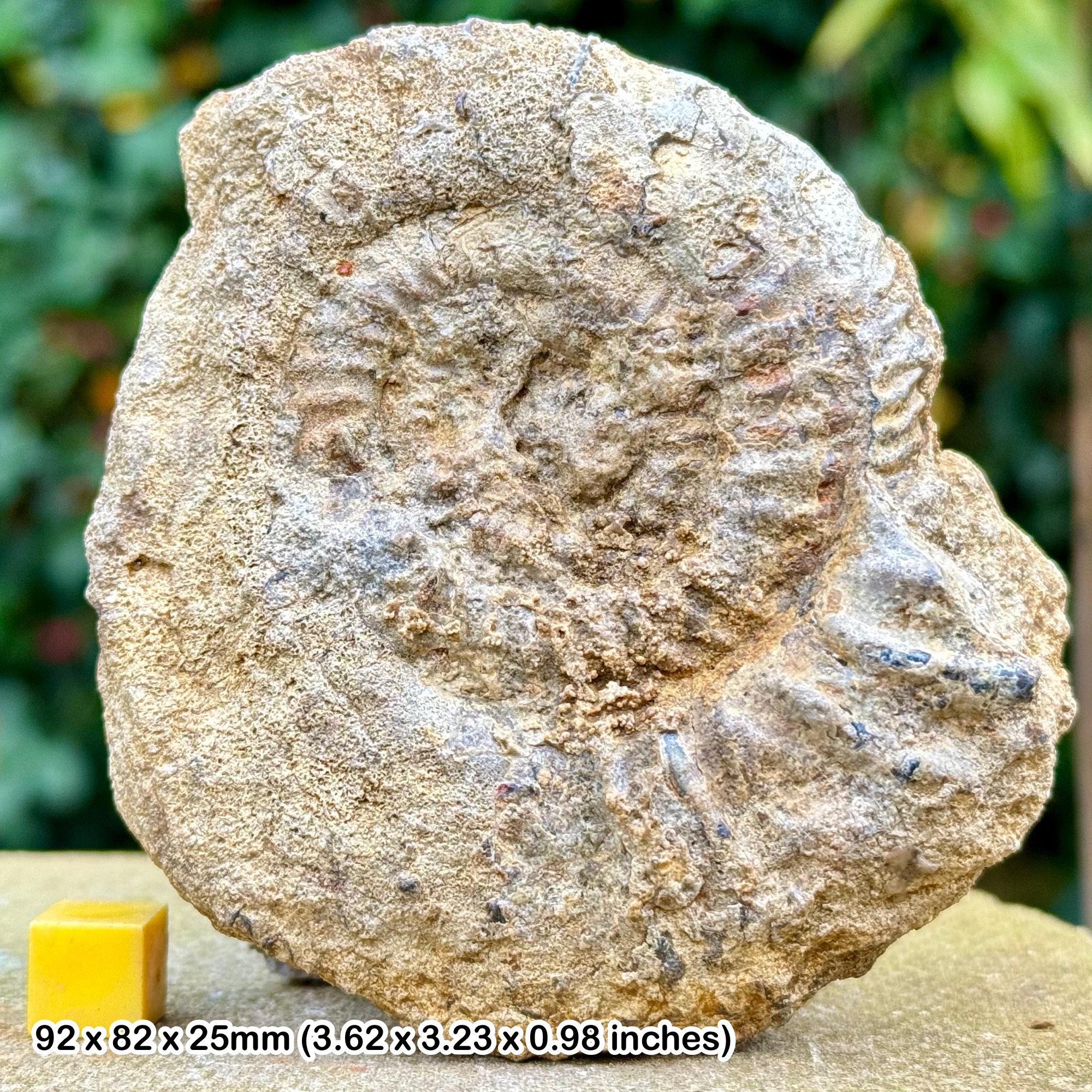 657a9b74b953d203ba628a96.jpg – UK Fossil Collecting