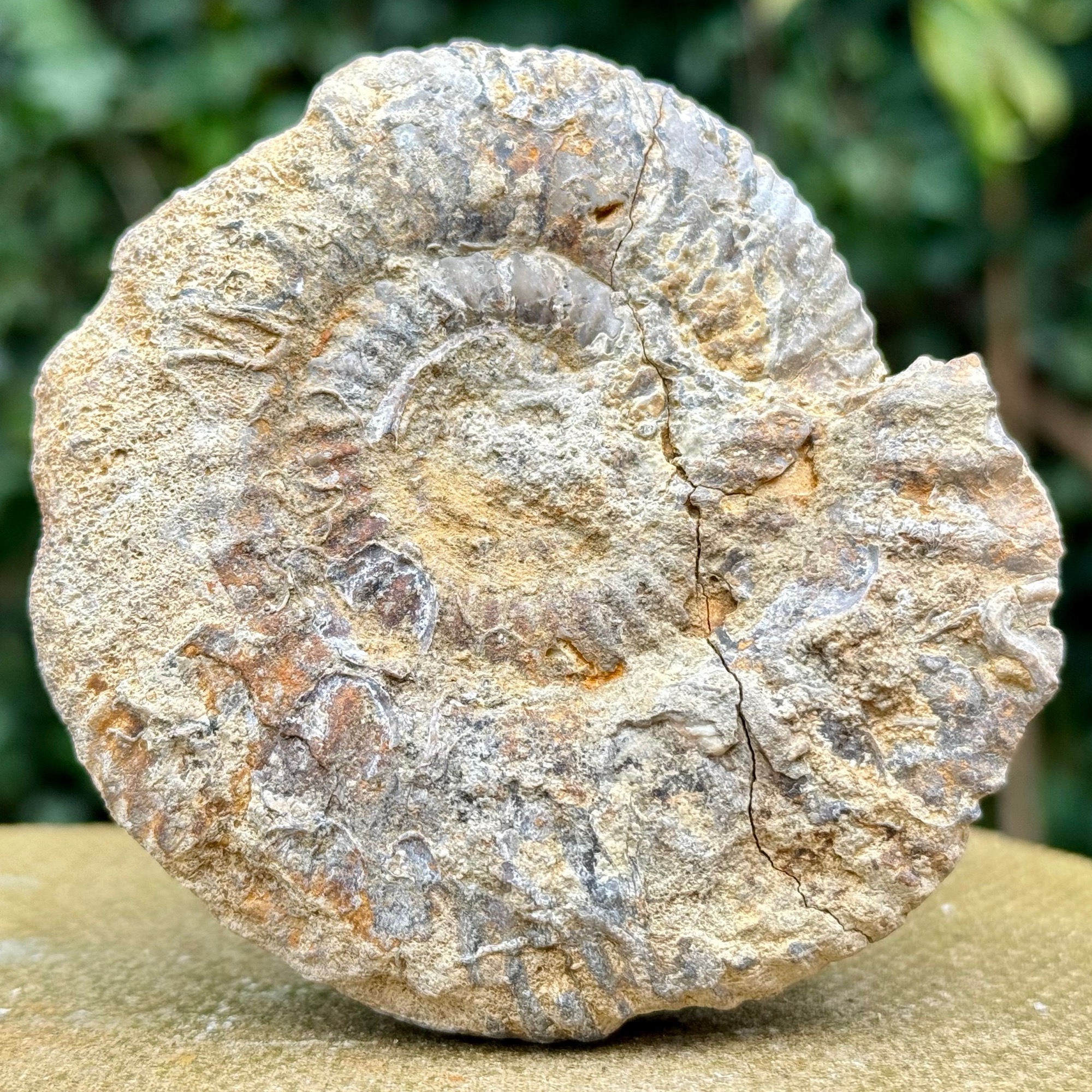 659bc2c899cdd5791000499b.jpg – UK Fossil Collecting
