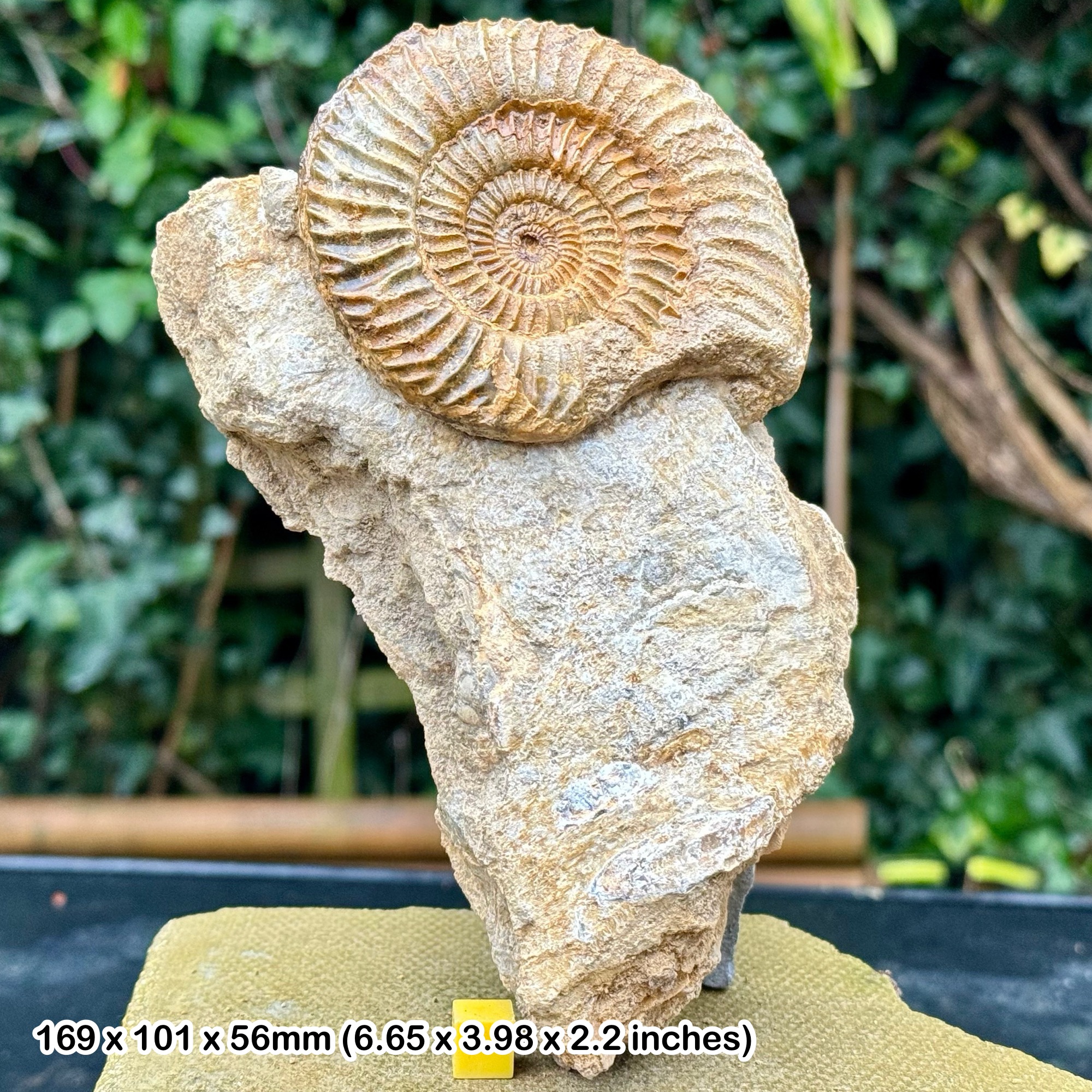 659bc40799cdd5791000e74b.jpg – UK Fossil Collecting