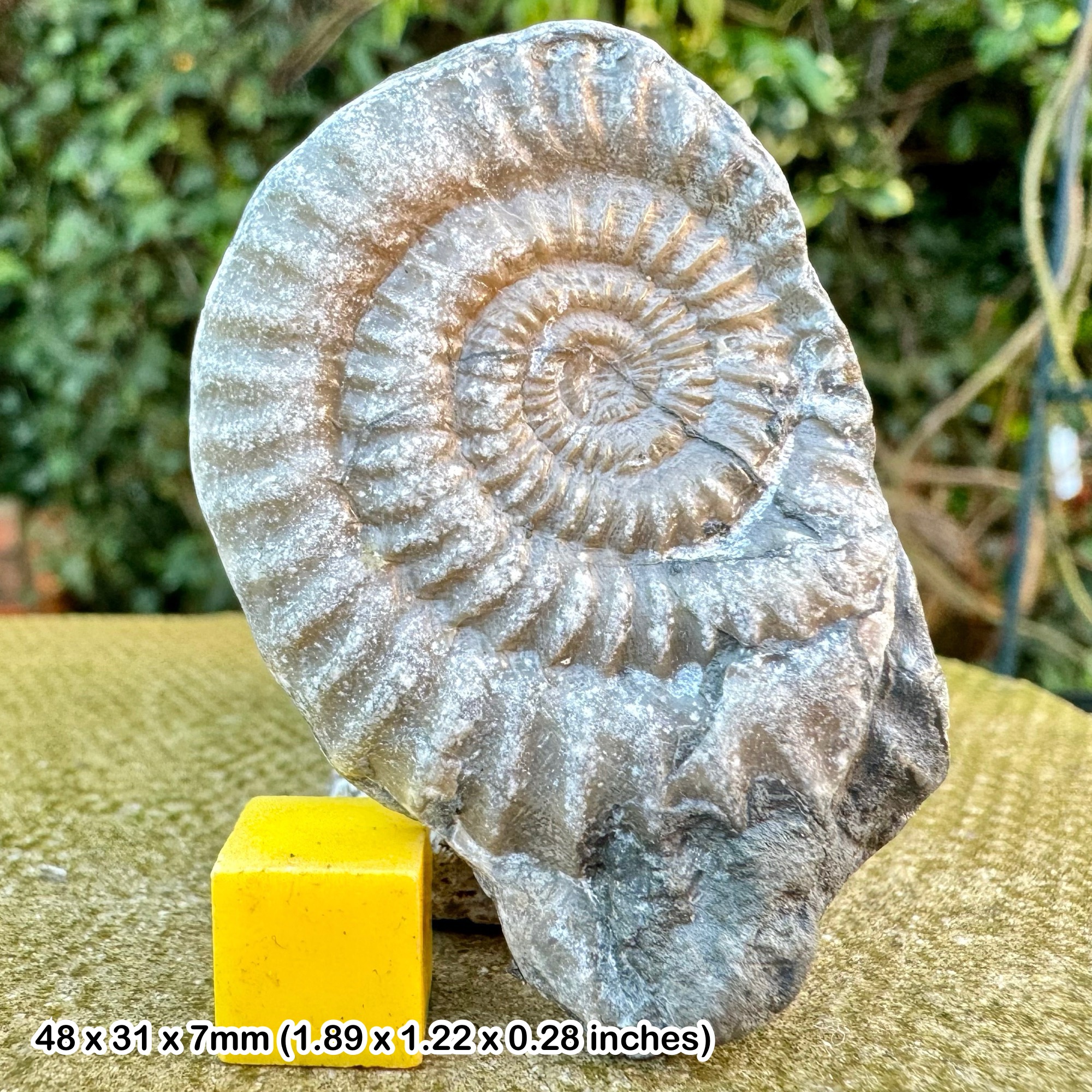 659bc6d299cdd5791002c86b.jpg – UK Fossil Collecting