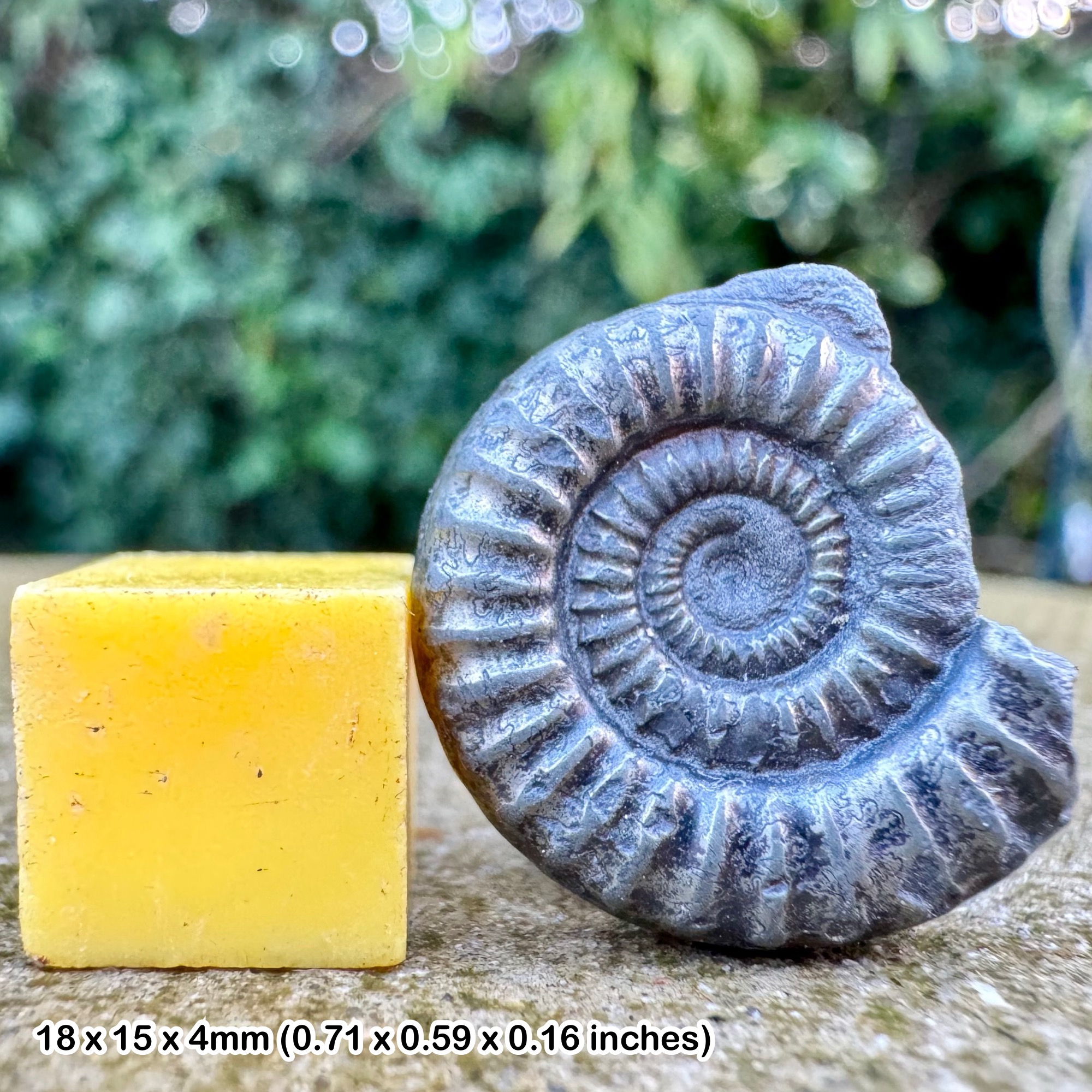 659bc94b99cdd57910034cb8.jpg – UK Fossil Collecting