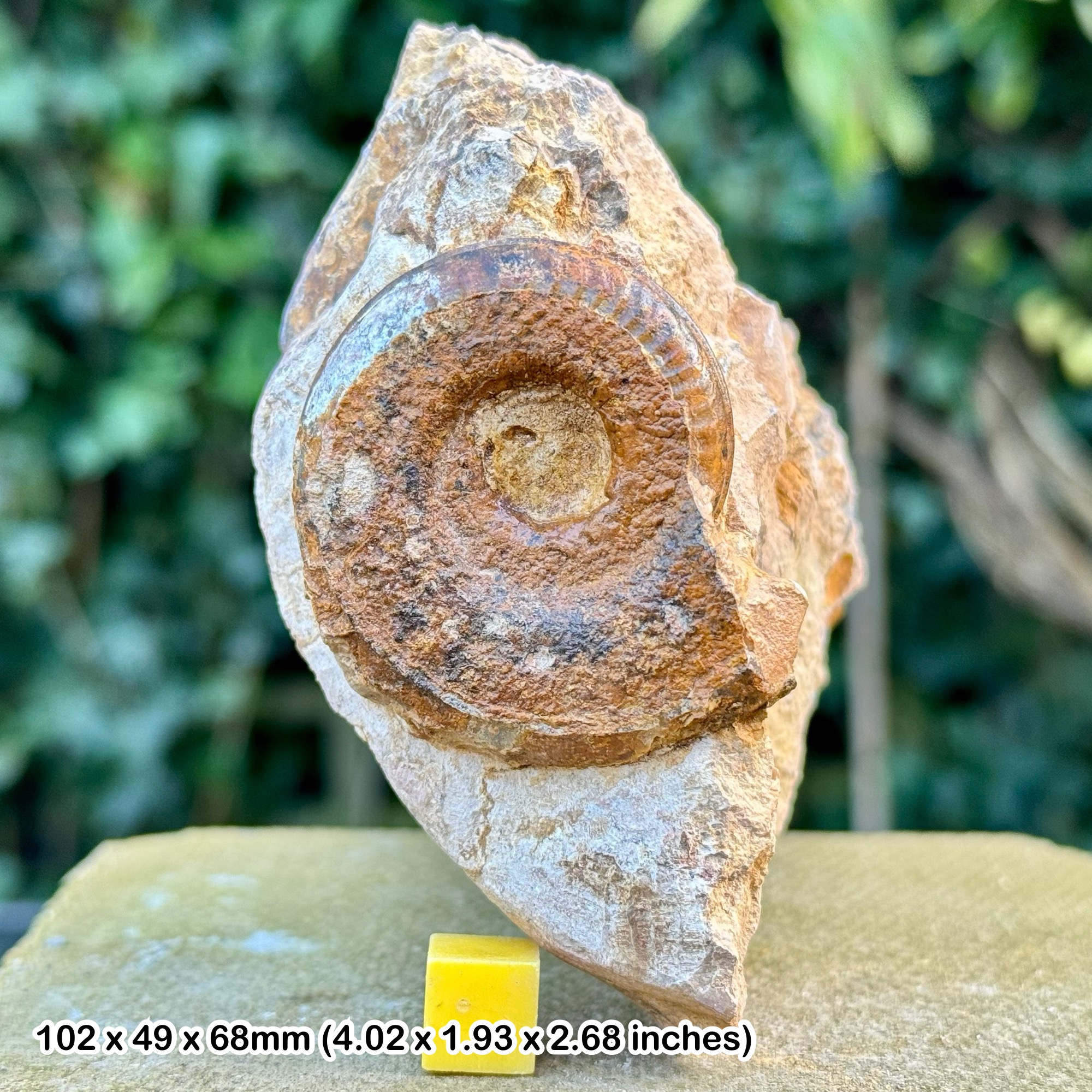65b3855ddf7f1c7d67394f36.jpg – UK Fossil Collecting