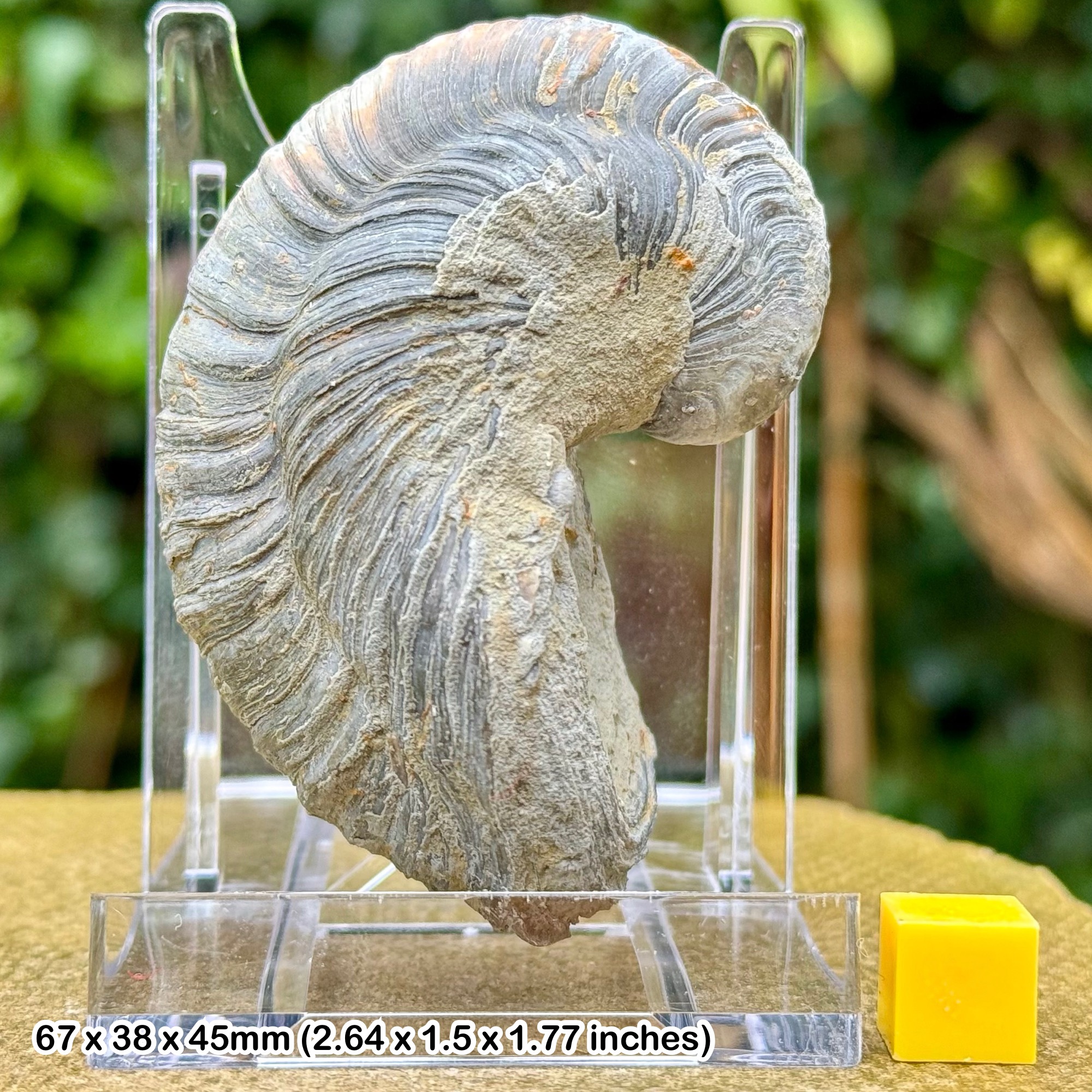 65d383ba4491bc440224bda2.jpg – UK Fossil Collecting