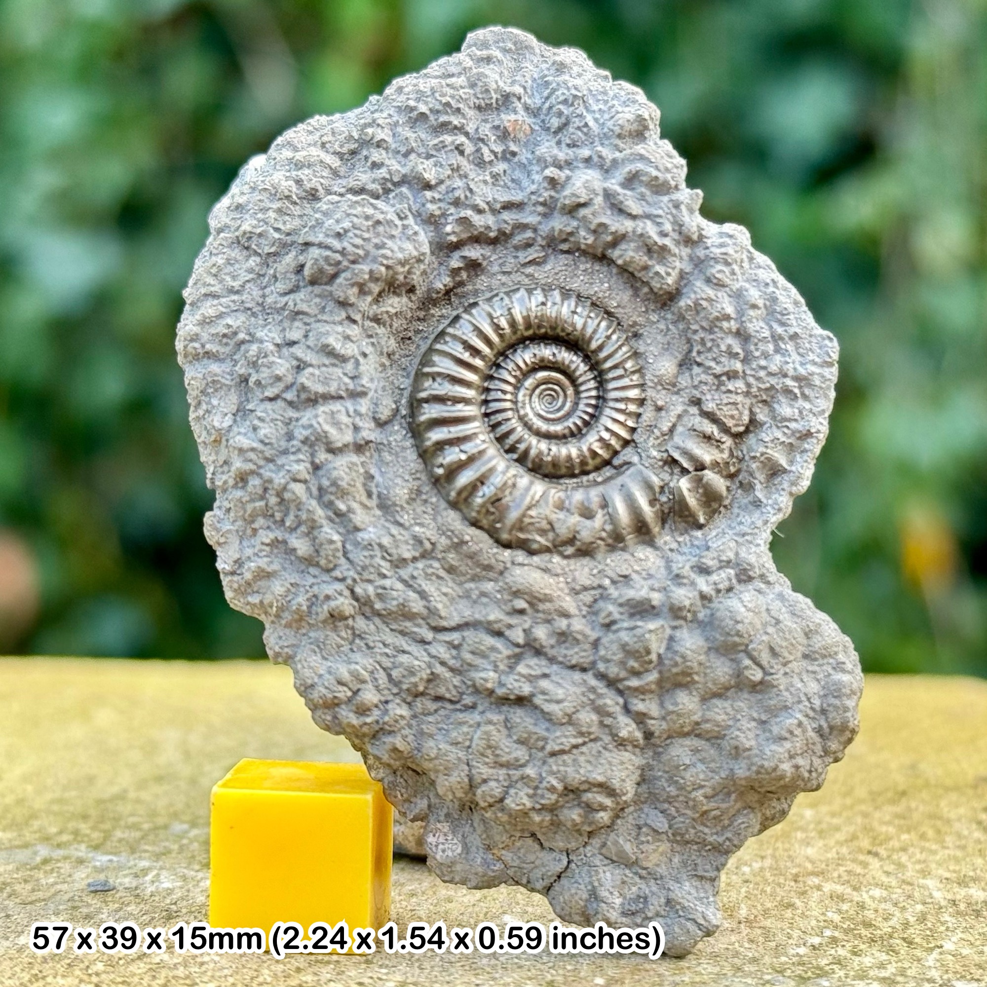 65d4edf4b53996b91afb28aa.jpg – UK Fossil Collecting