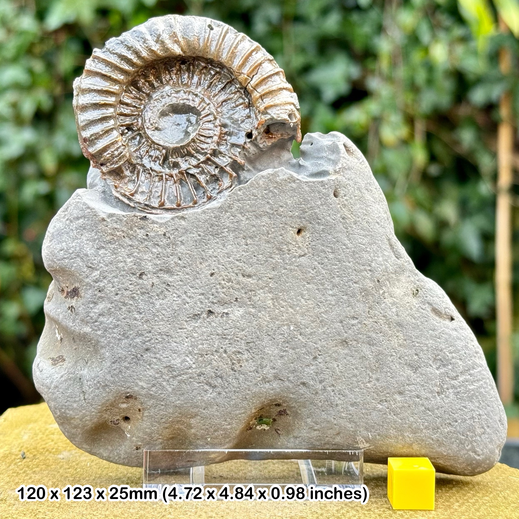 65d59eac640b8c14083c8d1d.jpg – UK Fossil Collecting