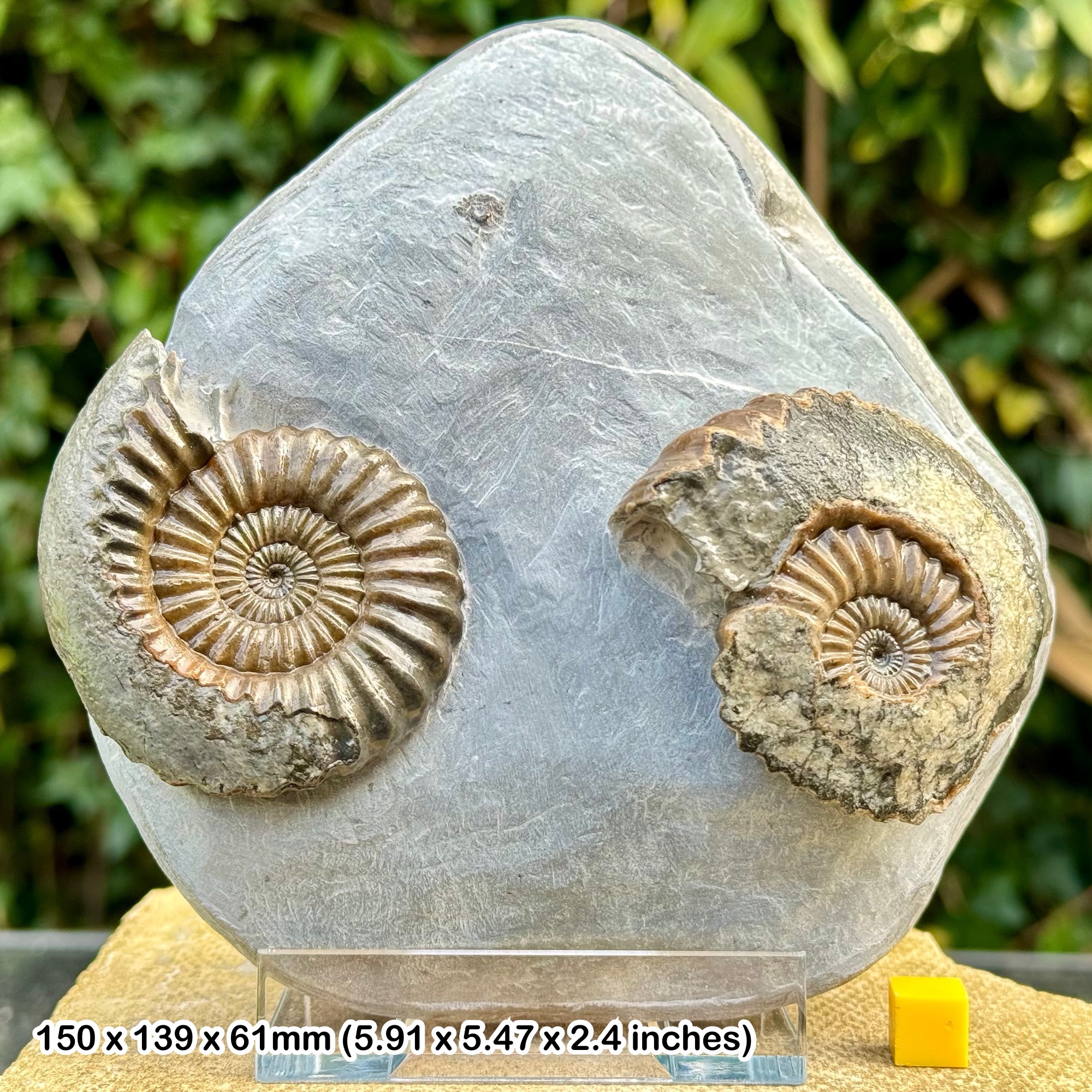 65e8cec5ac3b38986994a7aa.jpg – UK Fossil Collecting