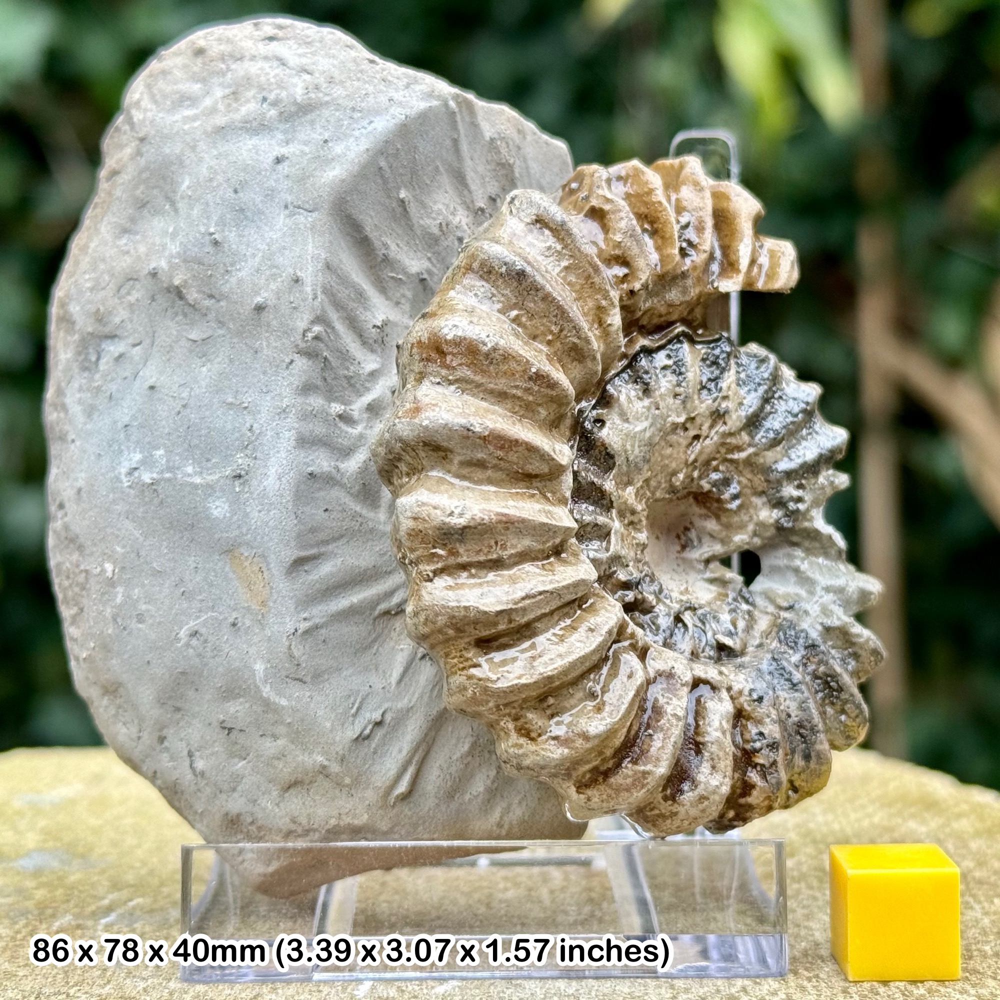 65f0558660254831ab6e8f2c.jpg – UK Fossil Collecting