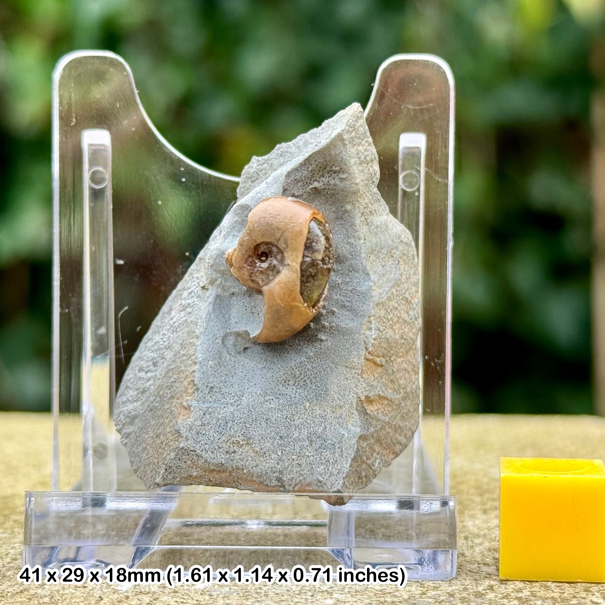 65f06b9060254831ab8f6d17.jpg – UK Fossil Collecting