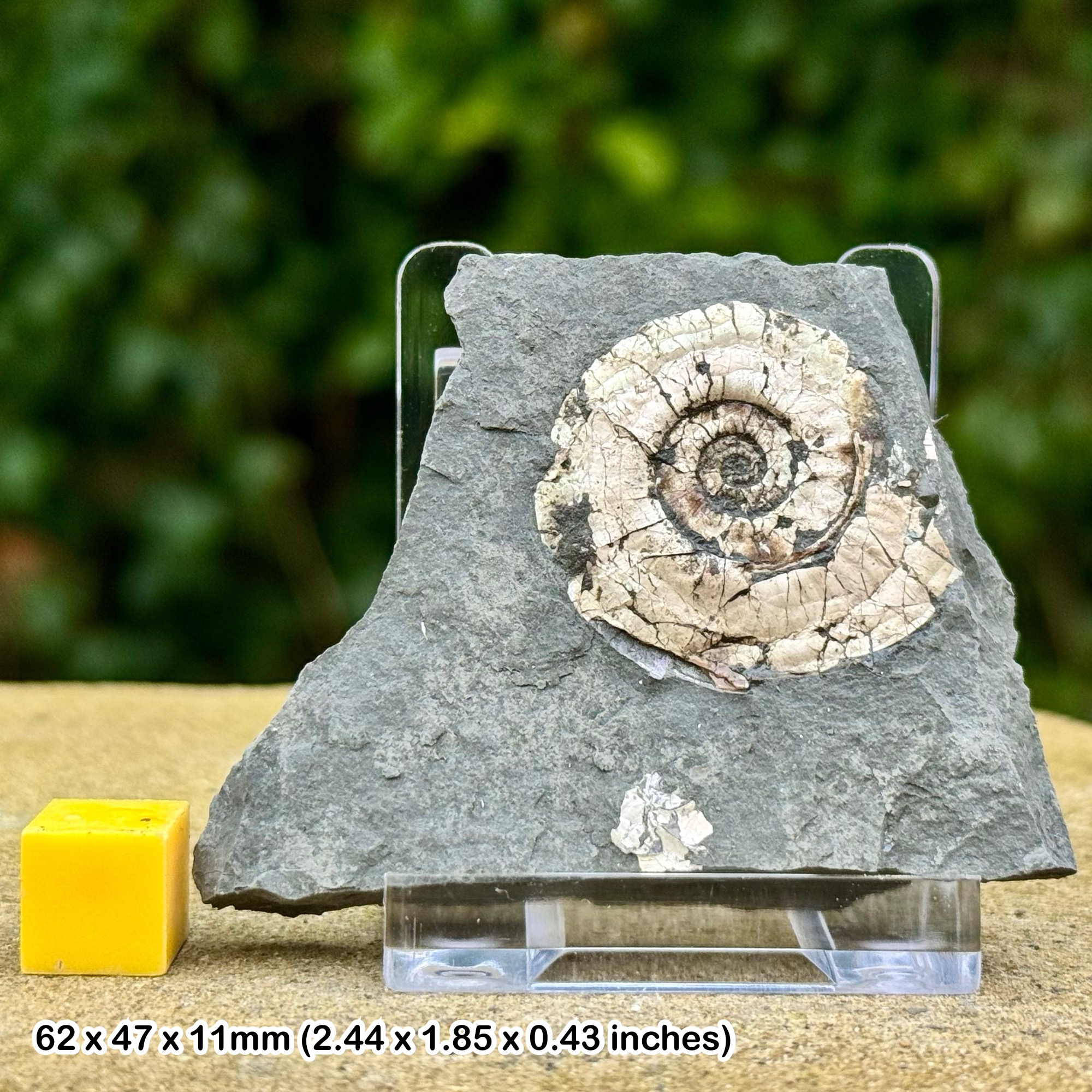 661f9bf43e78945c63533074.jpg – UK Fossil Collecting