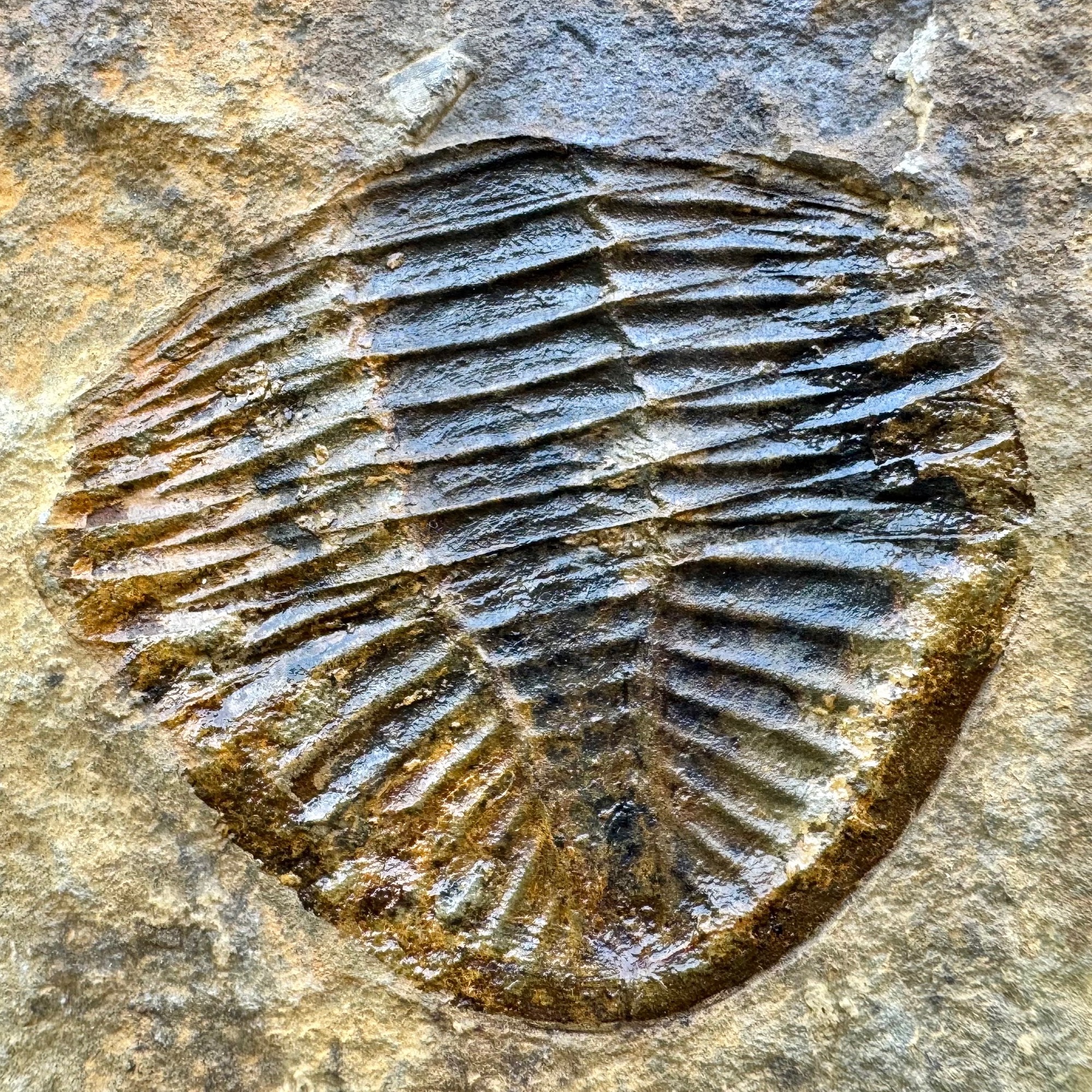 662235515103bae36cf93986.jpg – UK Fossil Collecting