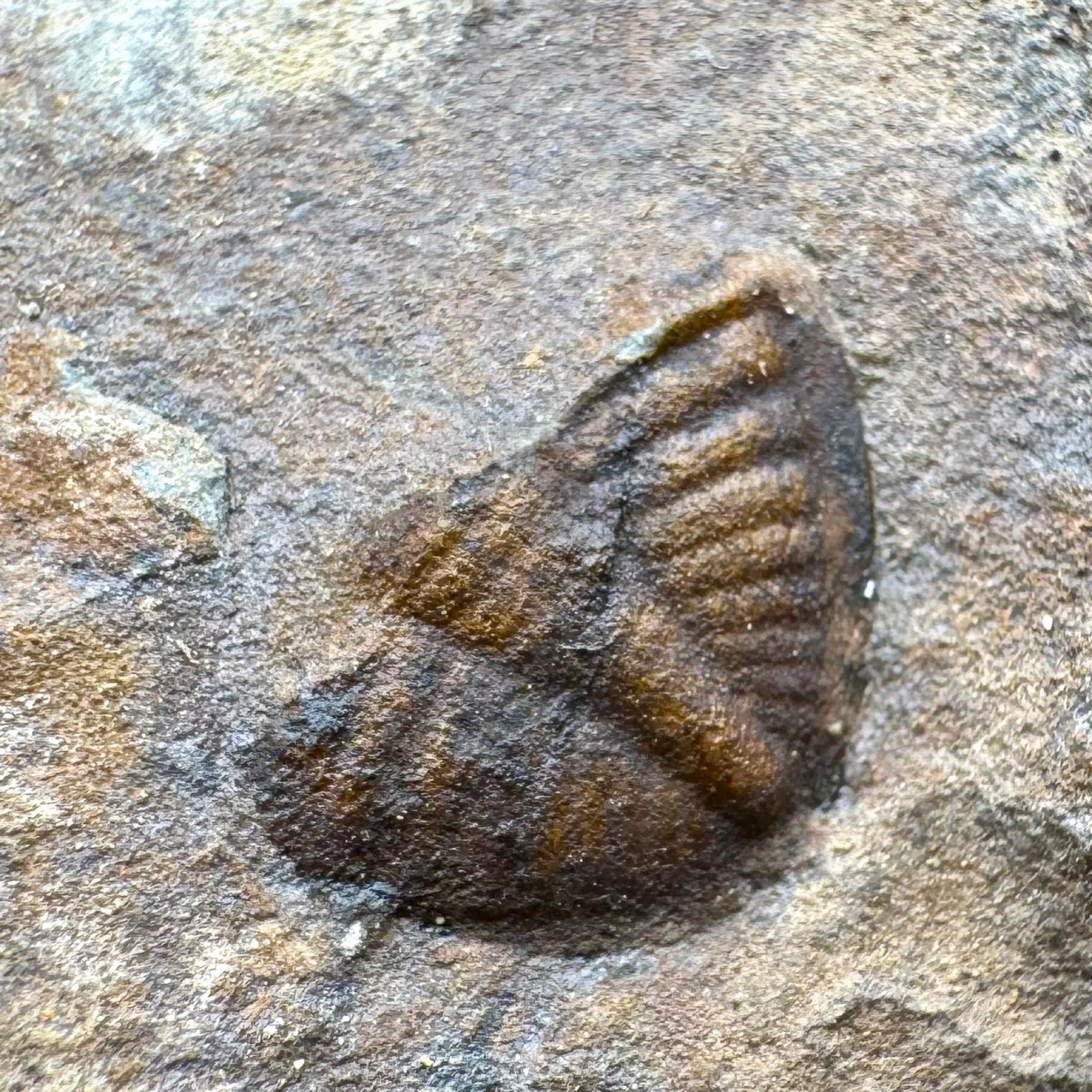6627f0927cf9830f9d30a8ad.jpg – UK Fossil Collecting